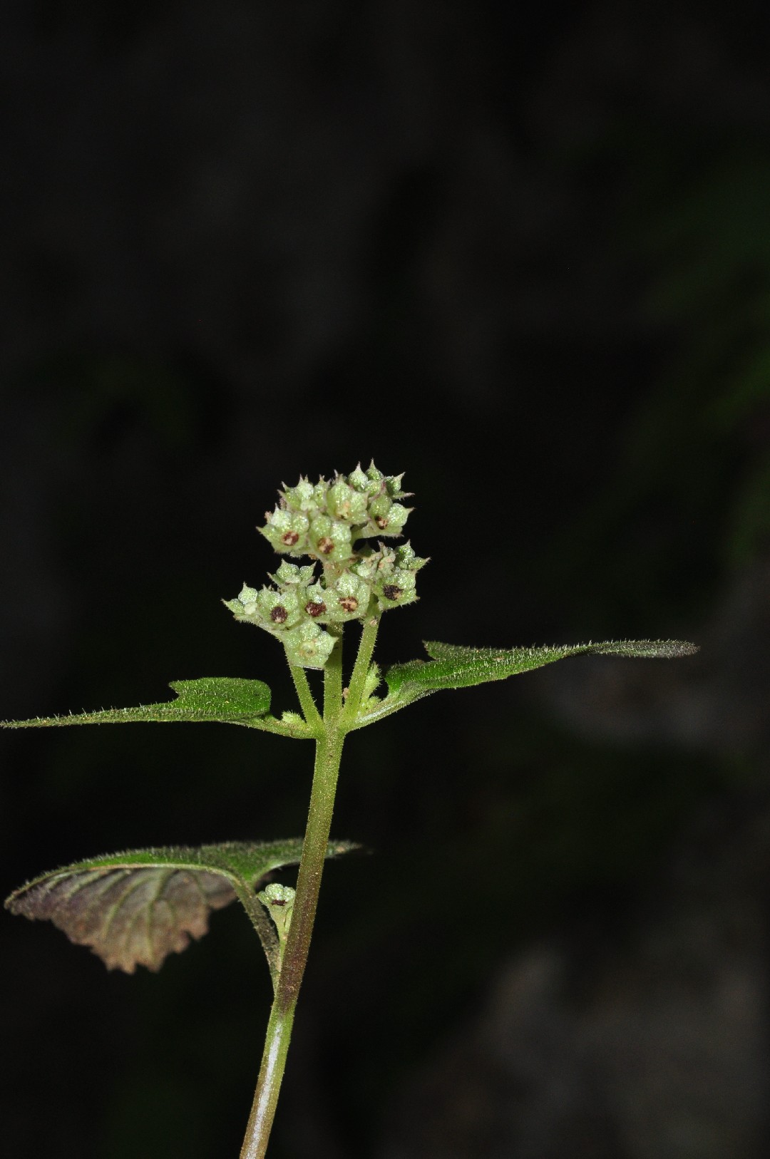 Epithema Care (Watering, Fertilize, Pruning, Propagation) - PictureThis