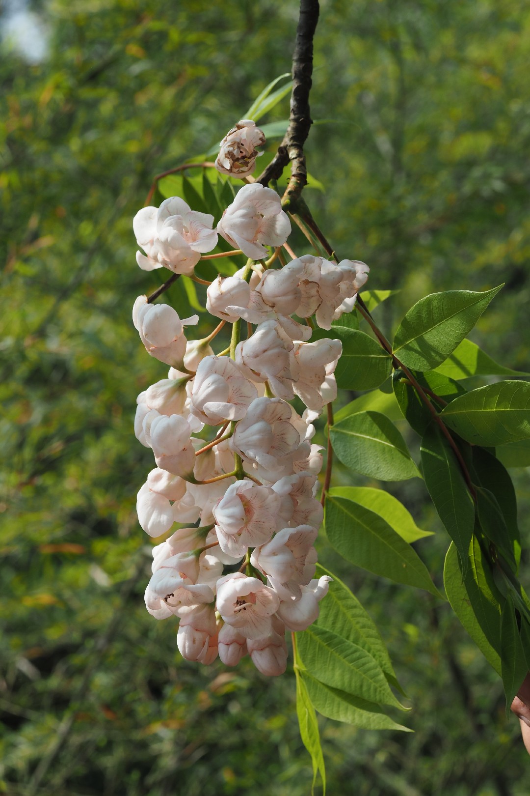 Chinese bretschneidera (Bretschneidera sinensis) Flower, Leaf, Care ...