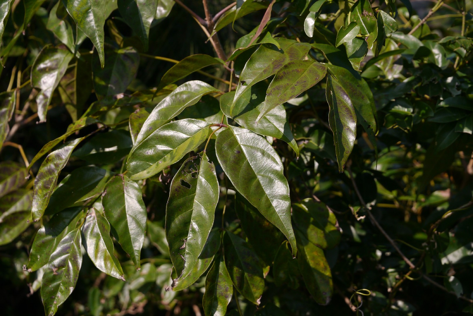 Mangrove trumpet tree (Dolichandrone spathacea) Flower, Leaf, Care ...