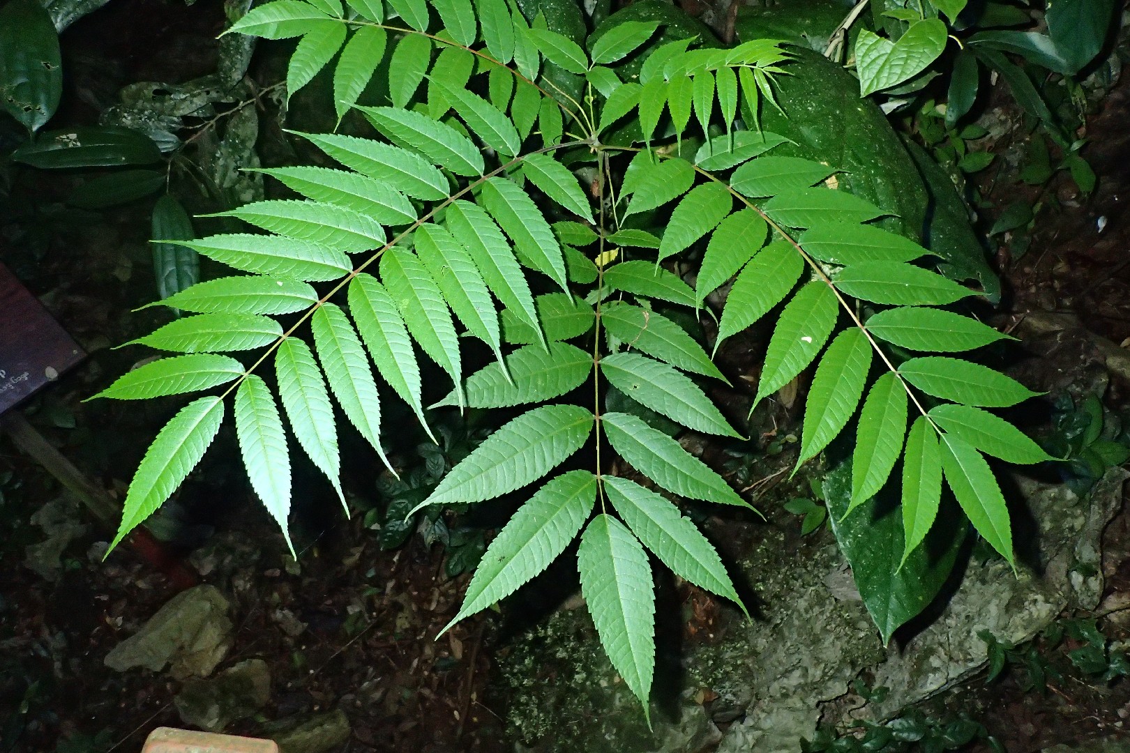 Garuga Flower, Leaf, Care, Uses - PictureThis