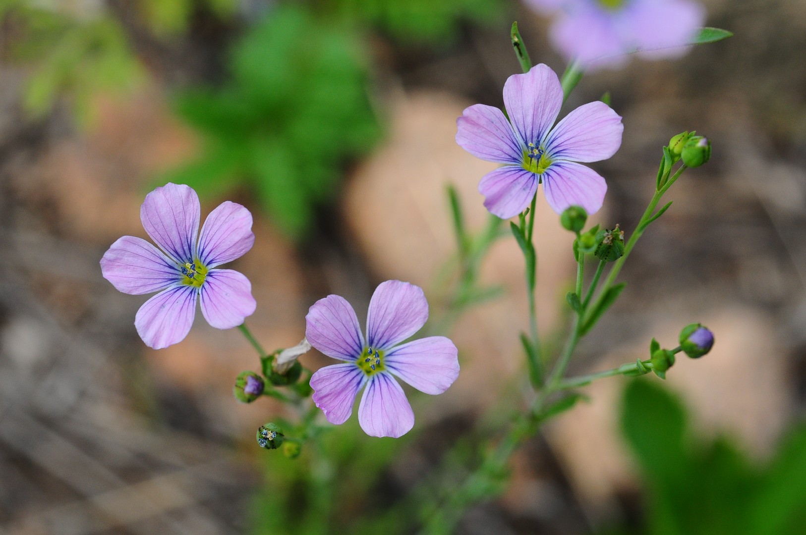 Flaxes (Linum) Flower, Leaf, Care, Uses - PictureThis