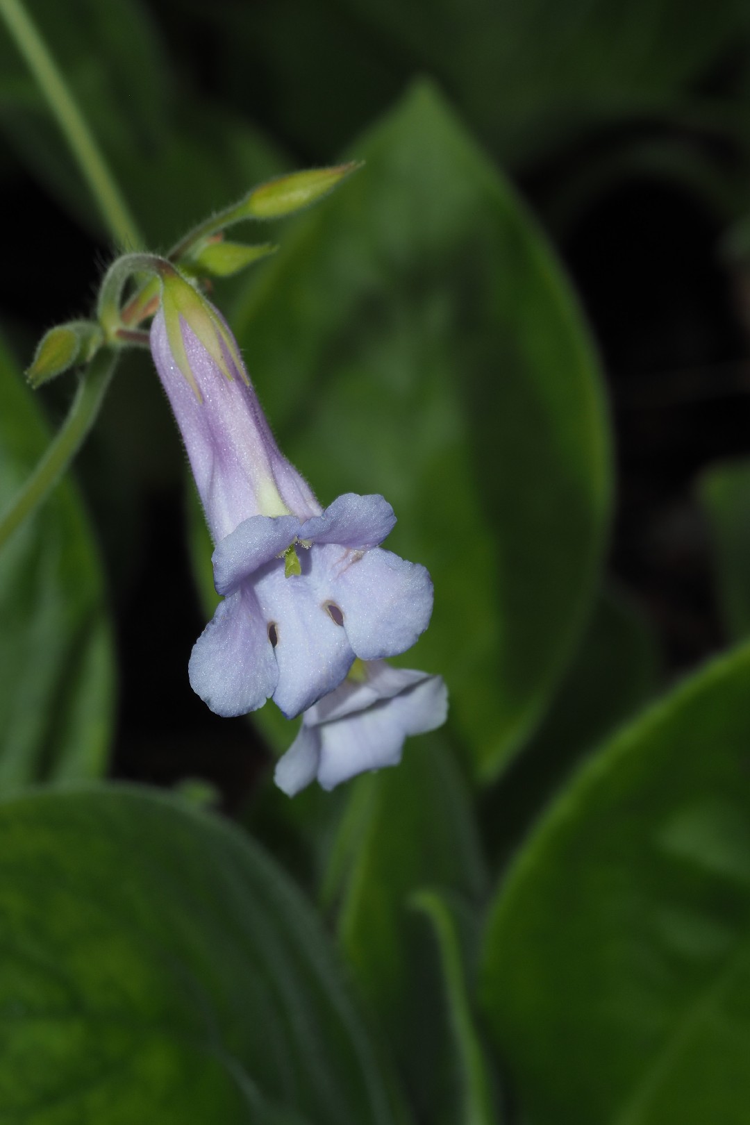 Chirita flavimaculata - PictureThis