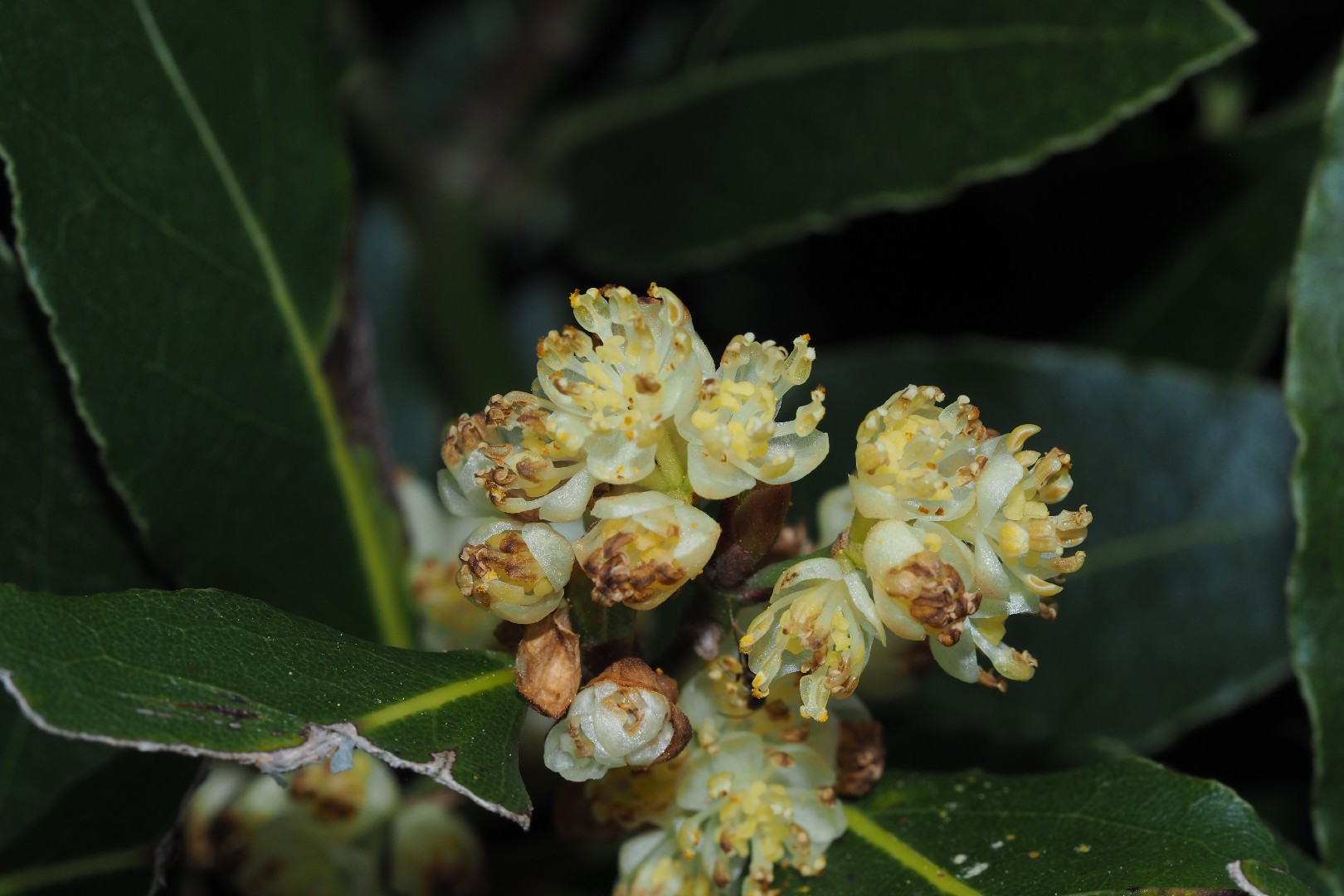 Bay laurel (Laurus nobilis) Flower, Leaf, Care, Uses - PictureThis