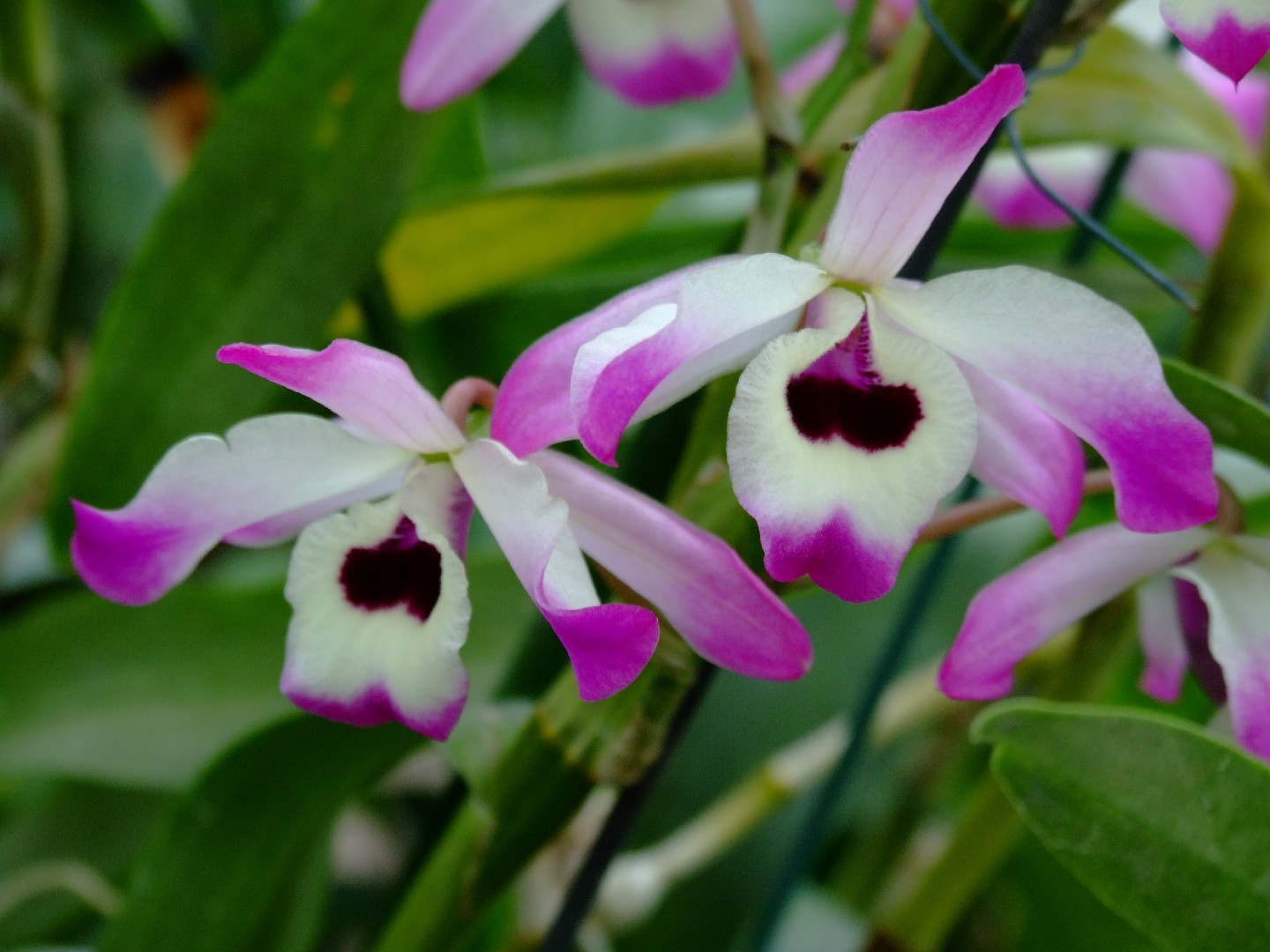 Dendrobium Noble (Dendrobium nobile) Flower, Leaf, Care, Uses - PictureThis