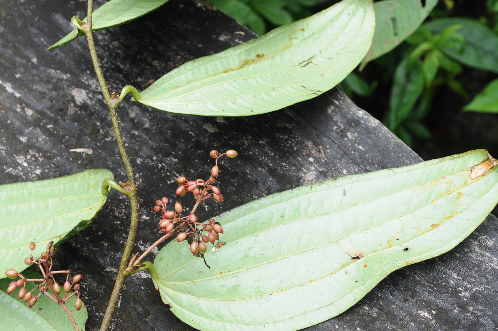 Stechwinden (Smilax) - PictureThis