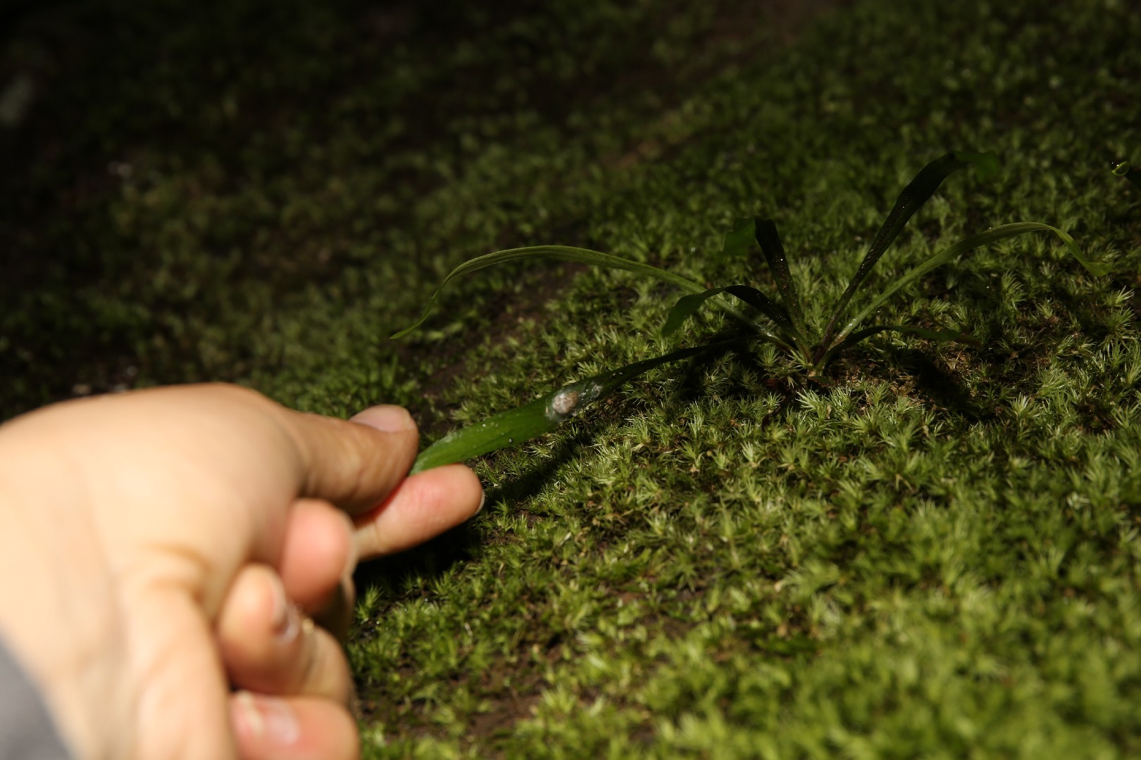 Reflexed-margine single-leaf fern (Haplopteris flexuosa) Flower, Leaf ...