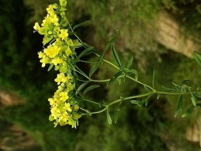 Patrinia rupestris - PictureThis