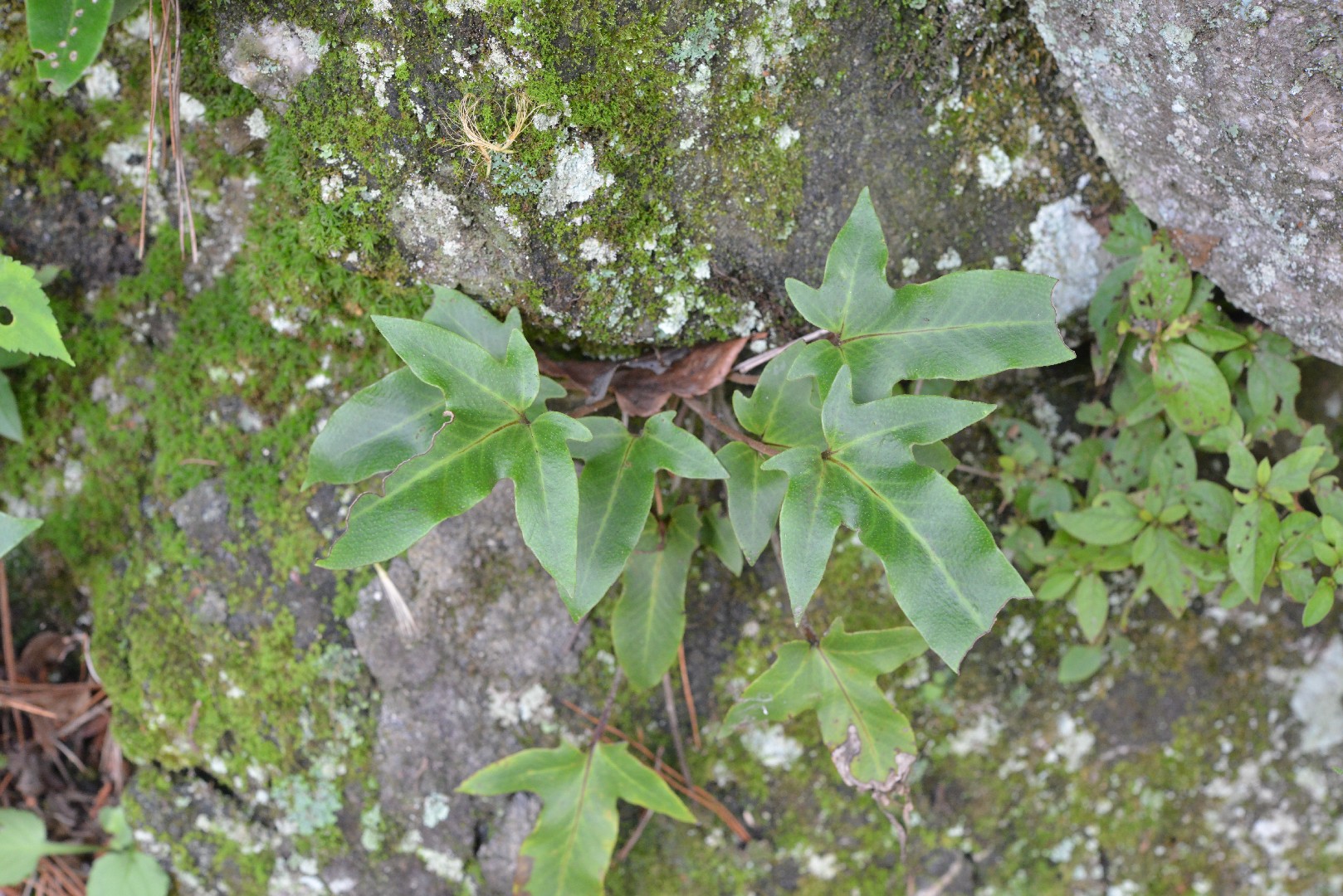 Pyrrosias (Pyrrosia) - PictureThis