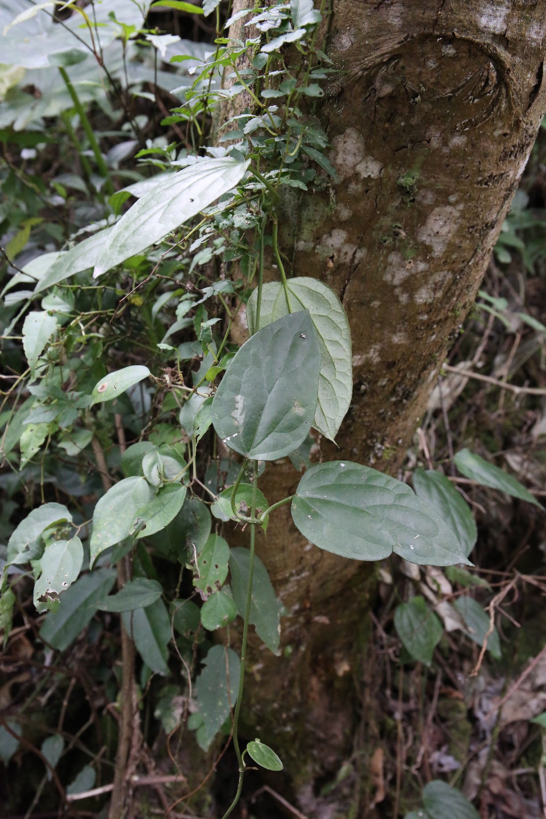 Heterostemma alatum - PictureThis