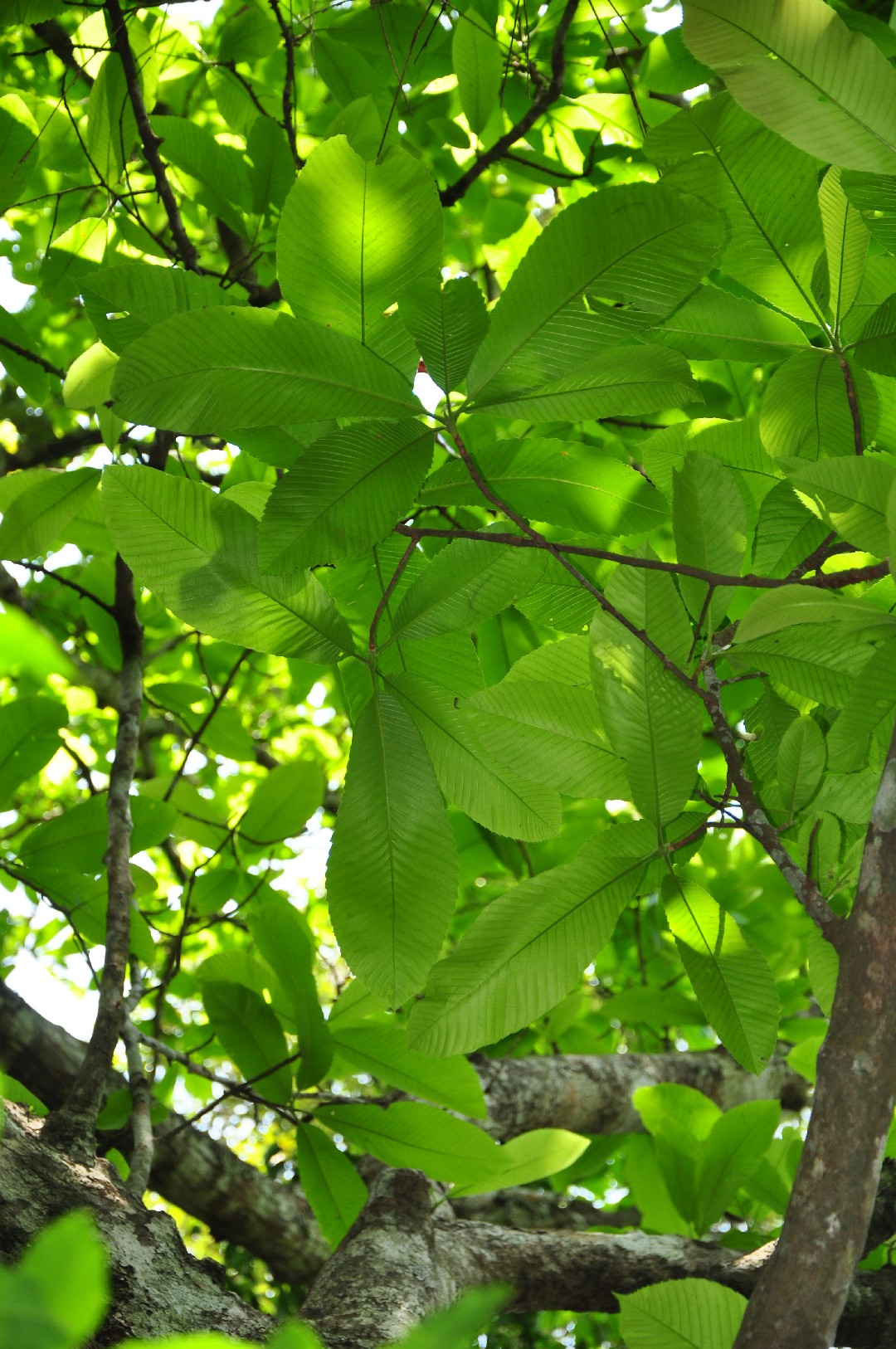 Dillenia Flower, Leaf, Care, Uses - PictureThis