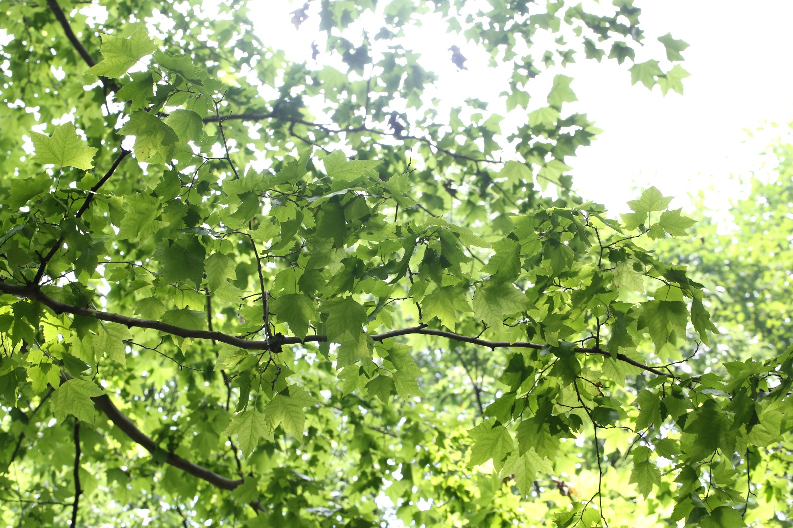 How to Plant and Grow London Plane(Platanus hybrida)