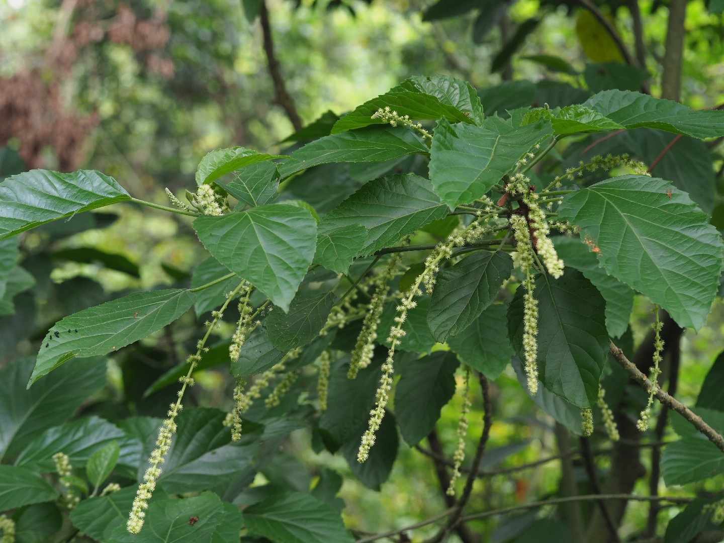 Laping budak (Claoxylon indicum) Flower, Leaf, Care, Uses - PictureThis