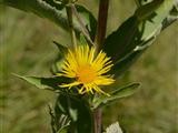Inula racemosa 花言葉，毒性，よくある質問 - PictureThis