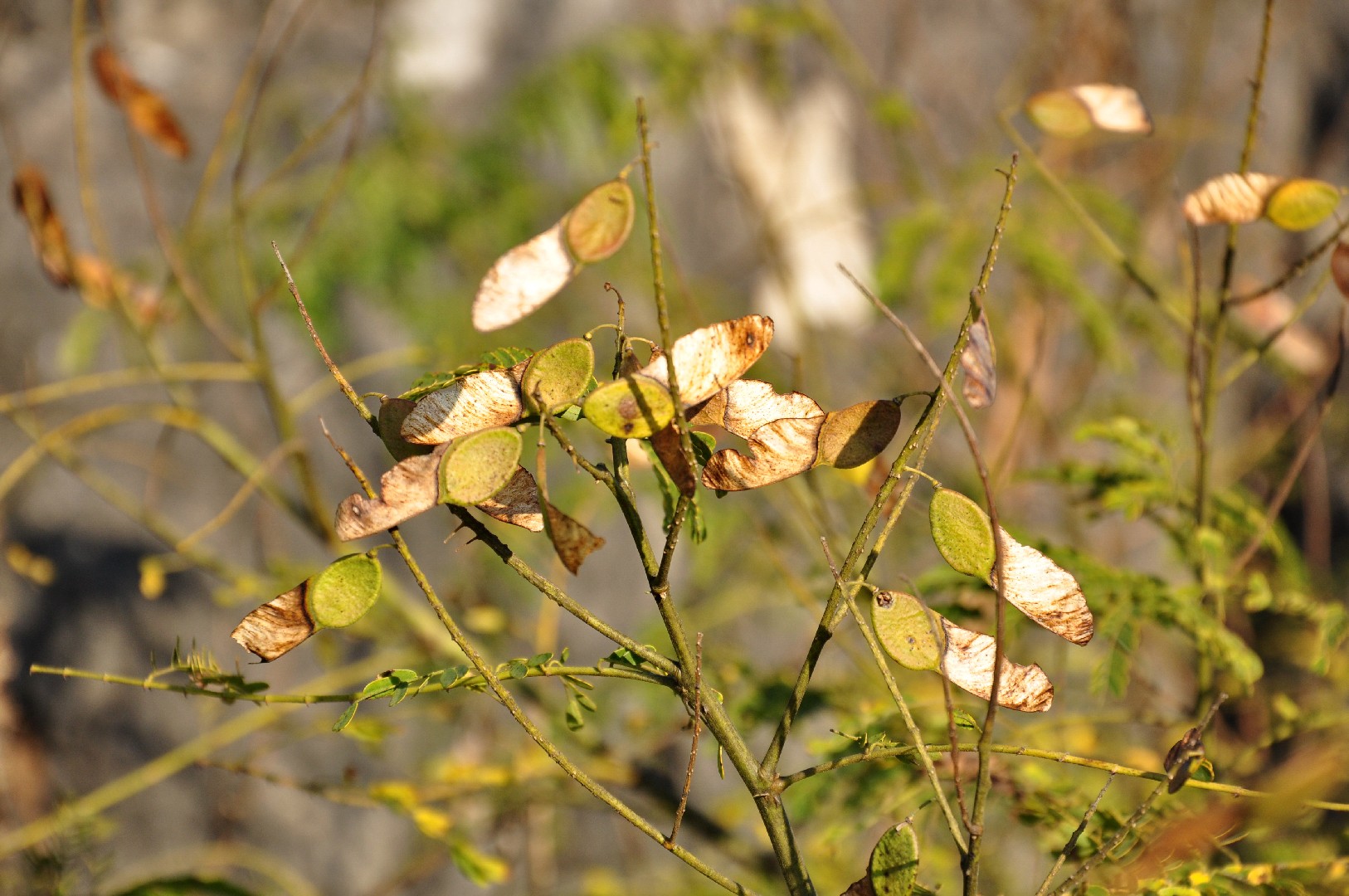 Pterolobium punctatum (Pterolobium punctatum) คู่มือการดูแล - PictureThis