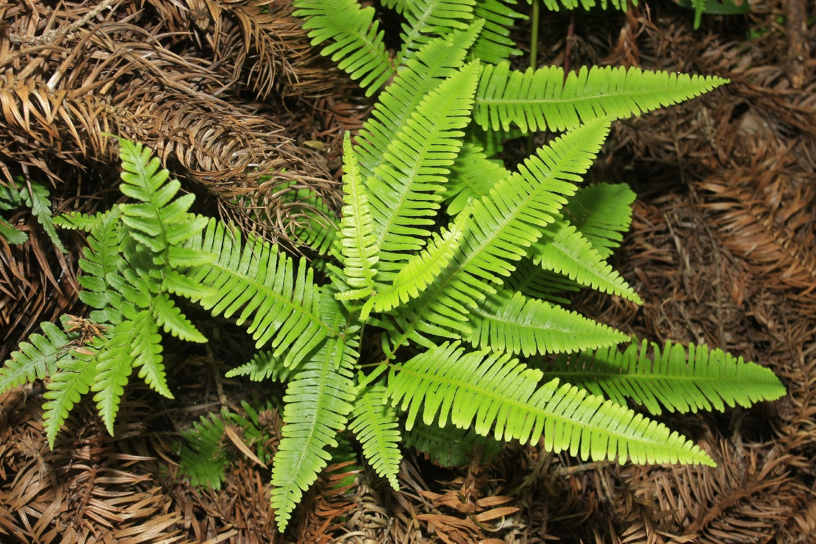 Dichotomy forked fern (Dicranopteris pedata) Flower, Leaf, Care, Uses ...