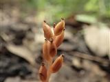 Chamaegastrodia inverta - PictureThis