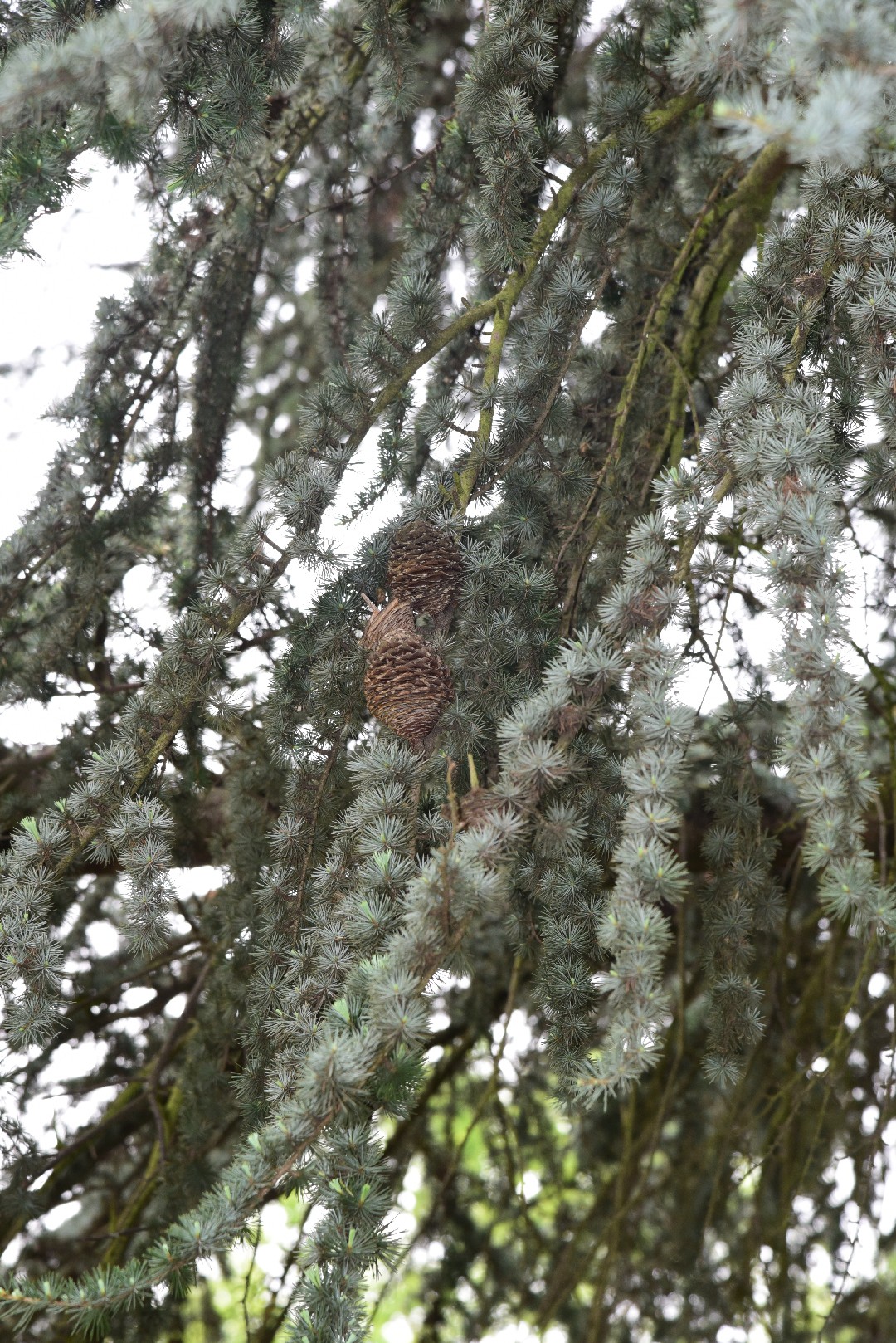 Cedro del Atlas (Cedrus atlantica) - PictureThis