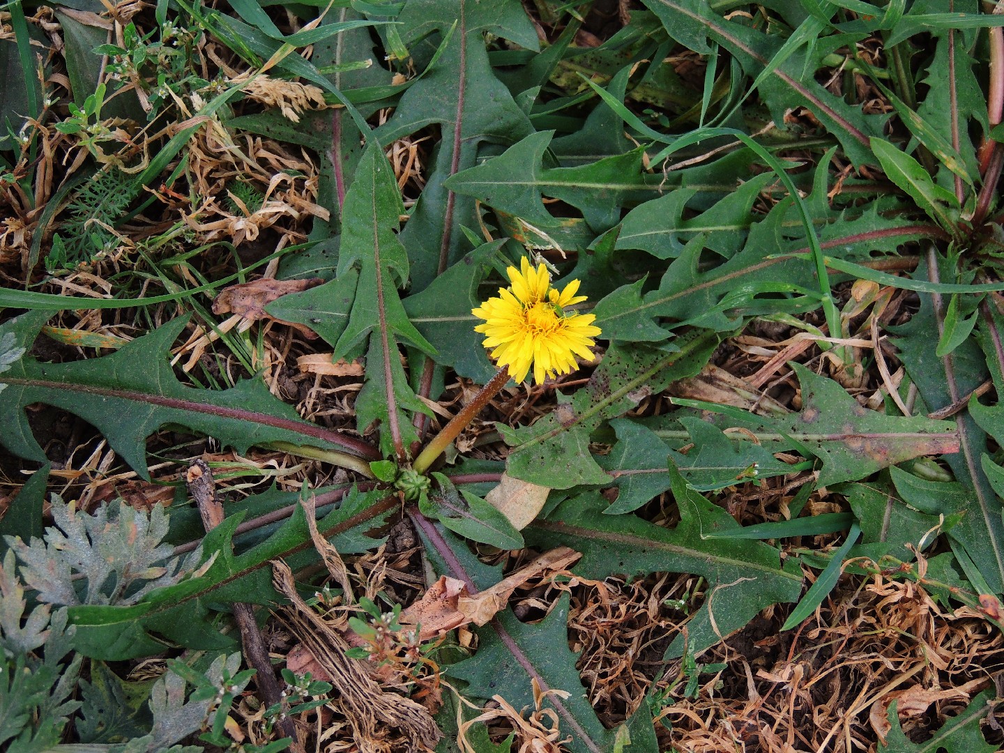 Taraxacum pseudoroseum - PictureThis