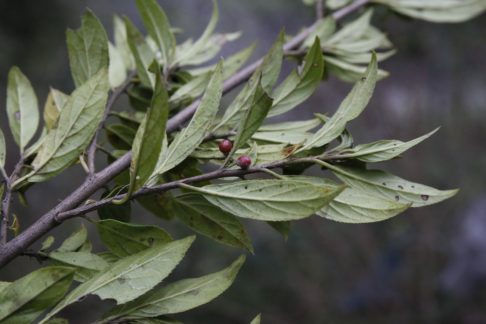 シーボルトノキ (Rhamnus utilis) 花言葉，毒性，よくある質問 - PictureThis
