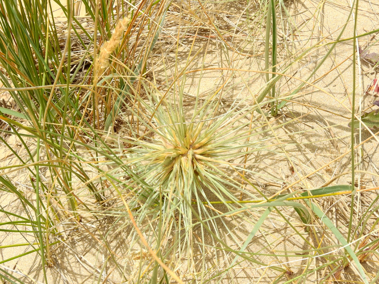 Spinifex sericeus - PictureThis