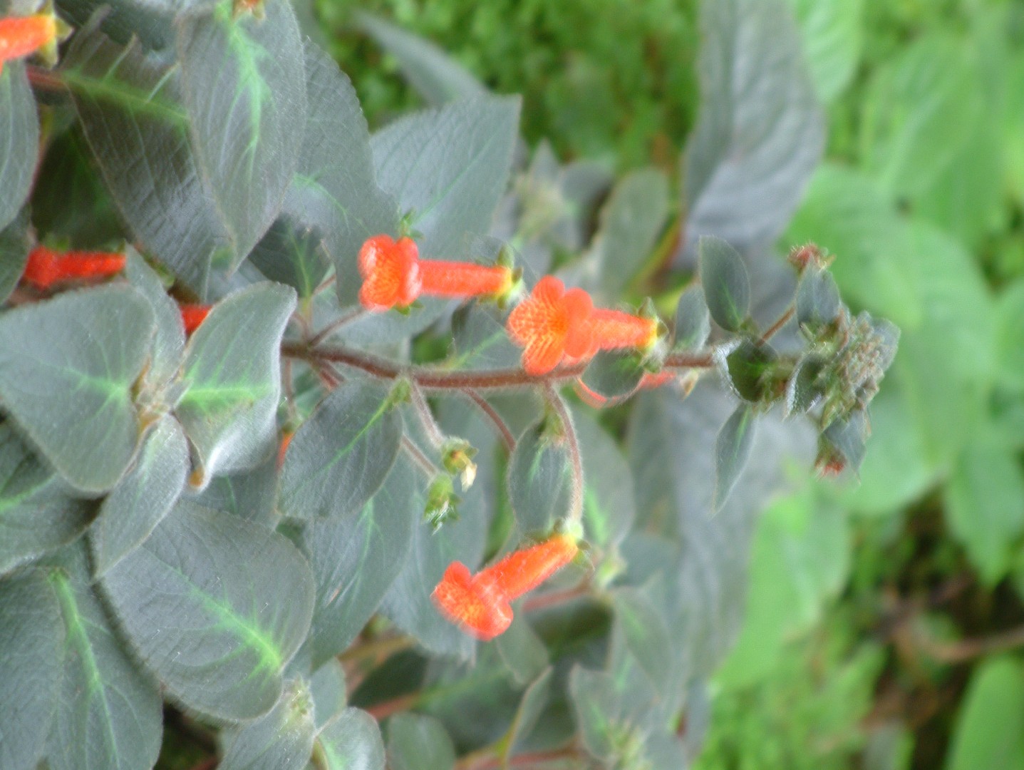 Kohleria Bogotensis (Kohleria amabilis var. bogotensis) - PictureThis