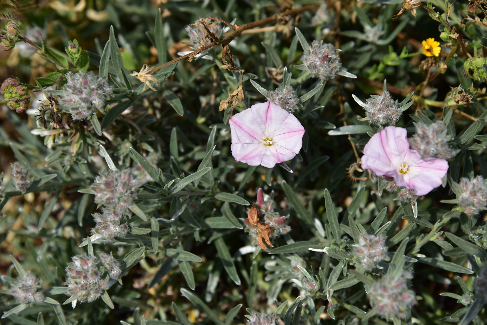 Calandsklokje (Convolvulus lineatus) - PictureThis