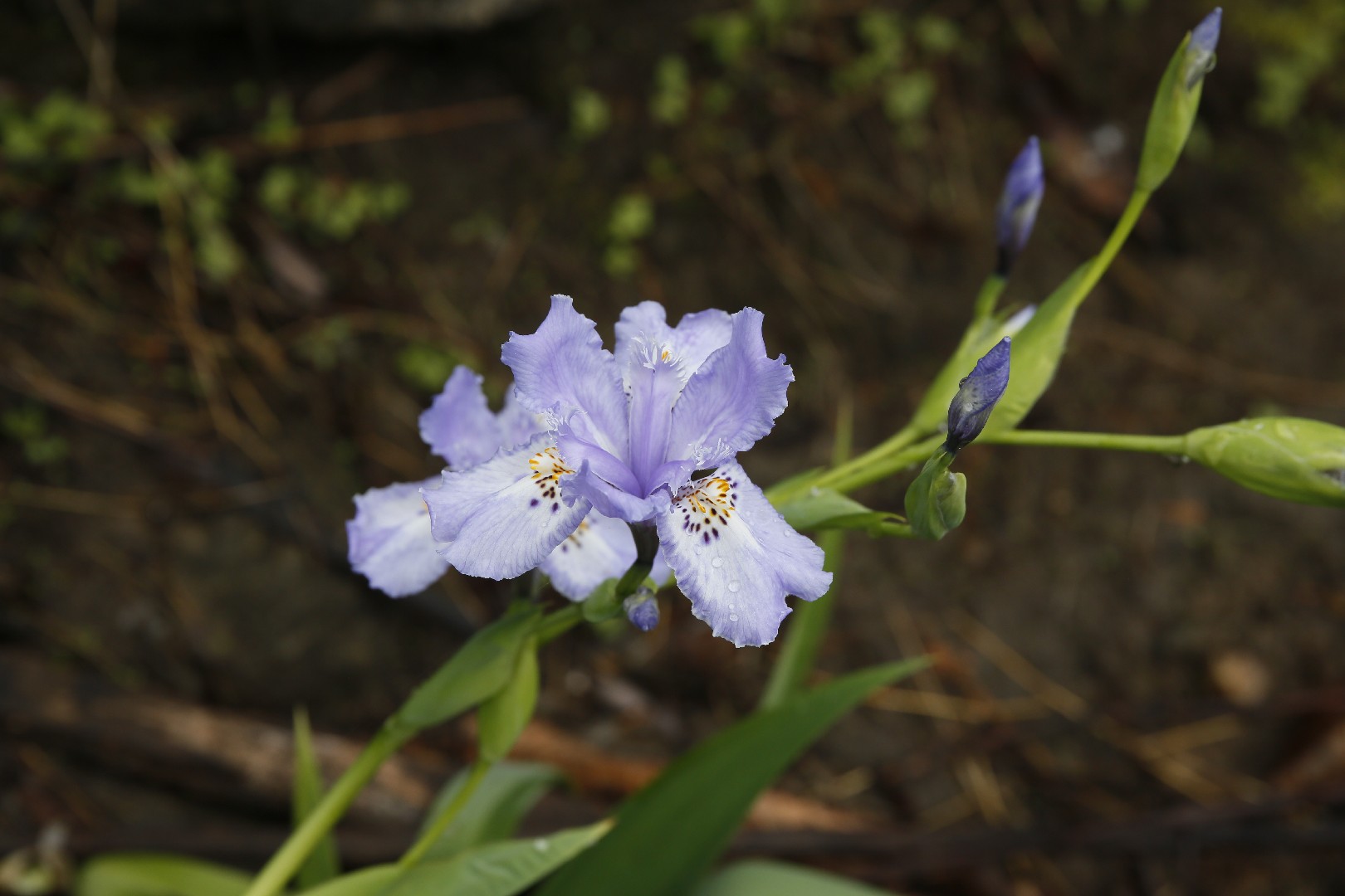 중국붓꽃 (Iris tectorum) - PictureThis