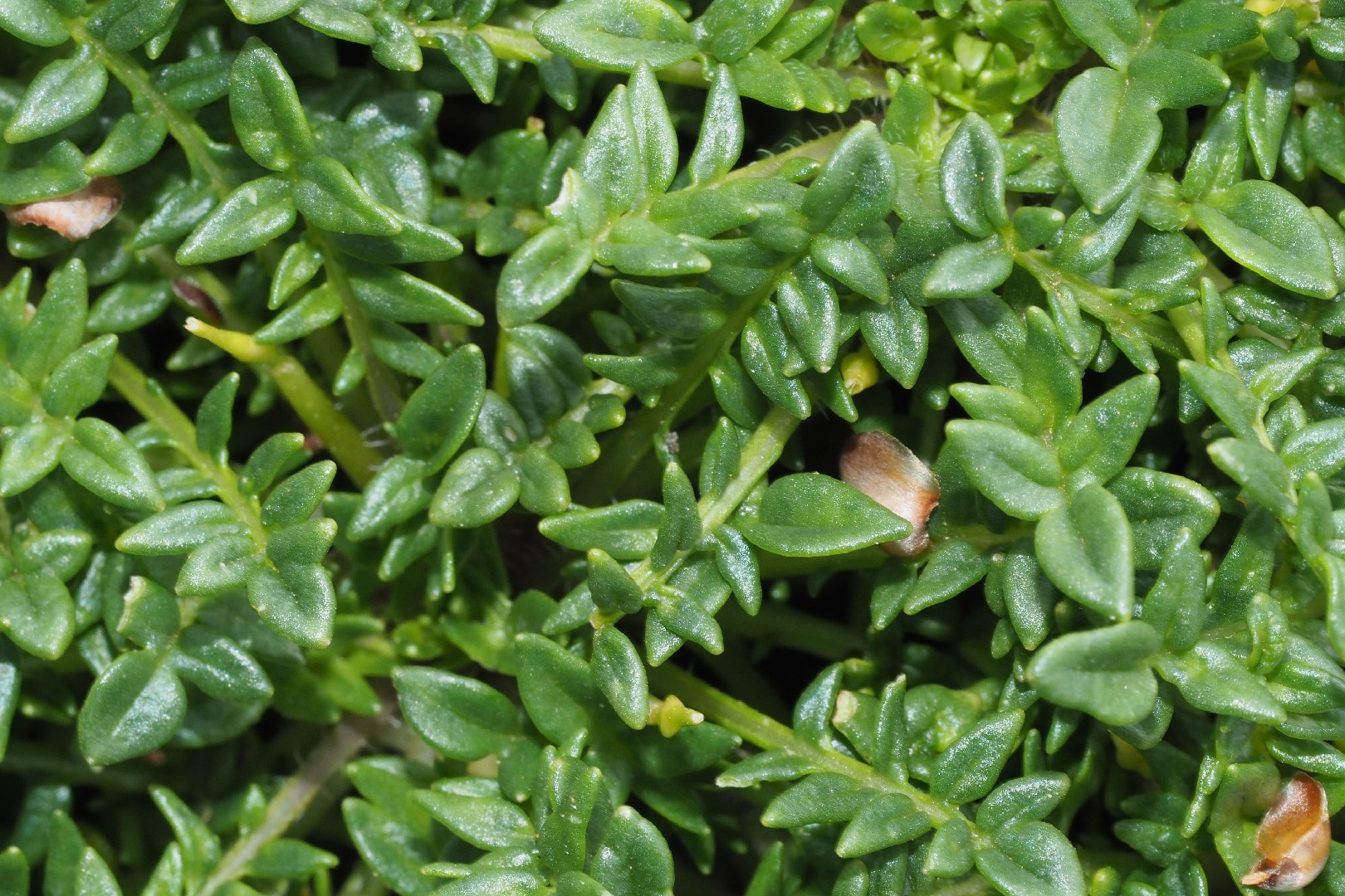 Morisia monanthos - PictureThis