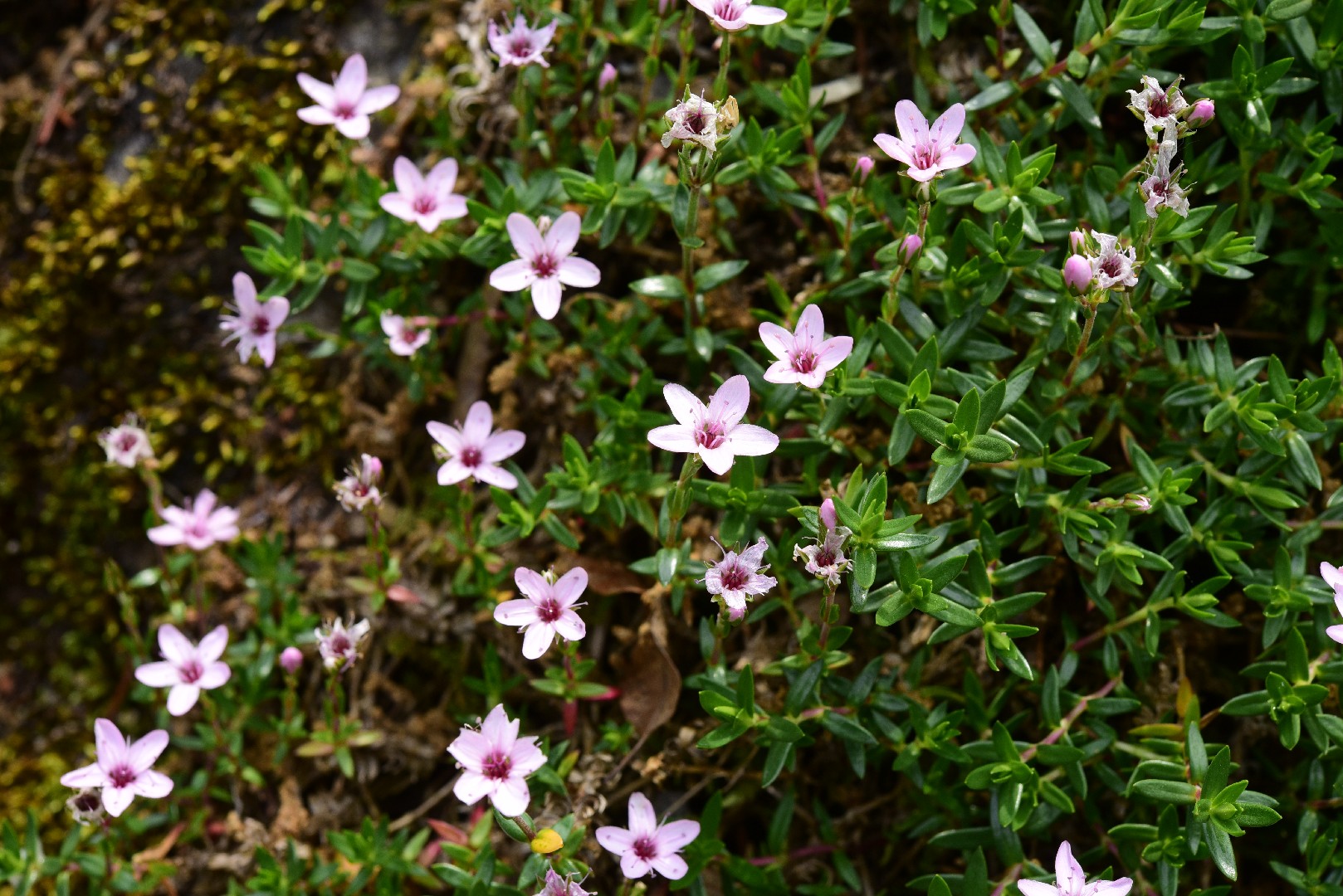 Pink sandwort (Arenaria purpurascens) Flower, Leaf, Care, Uses ...