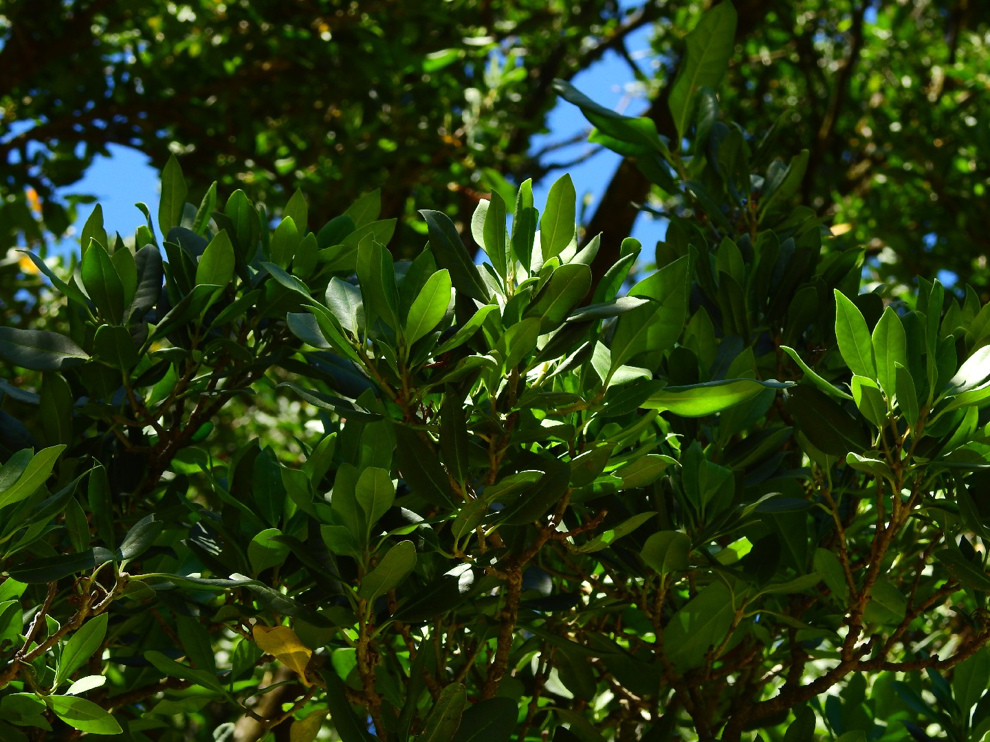 Canary islands olive (Picconia excelsa) Flower, Leaf, Care, Uses ...