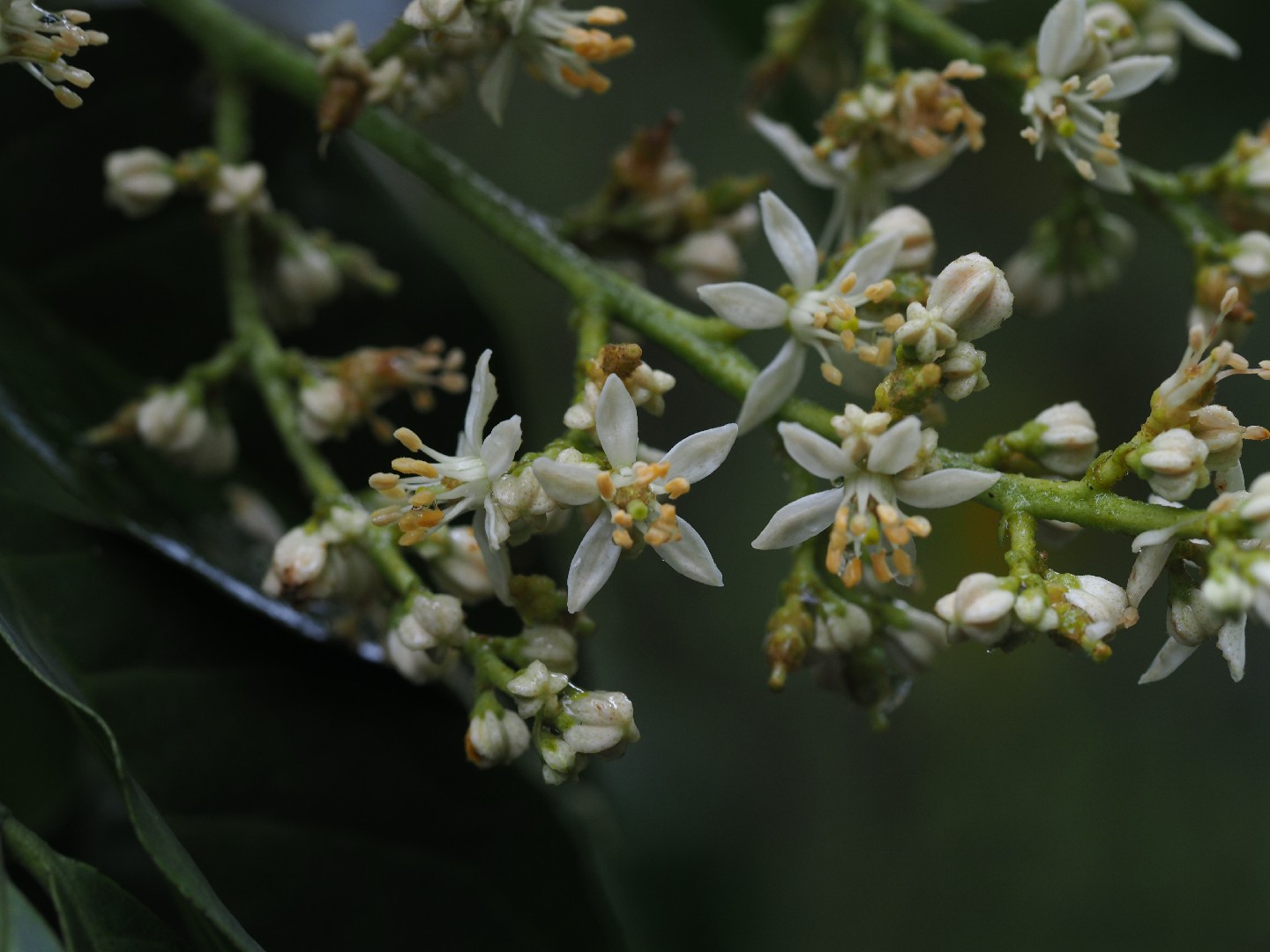 Clausena lansium - PictureThis