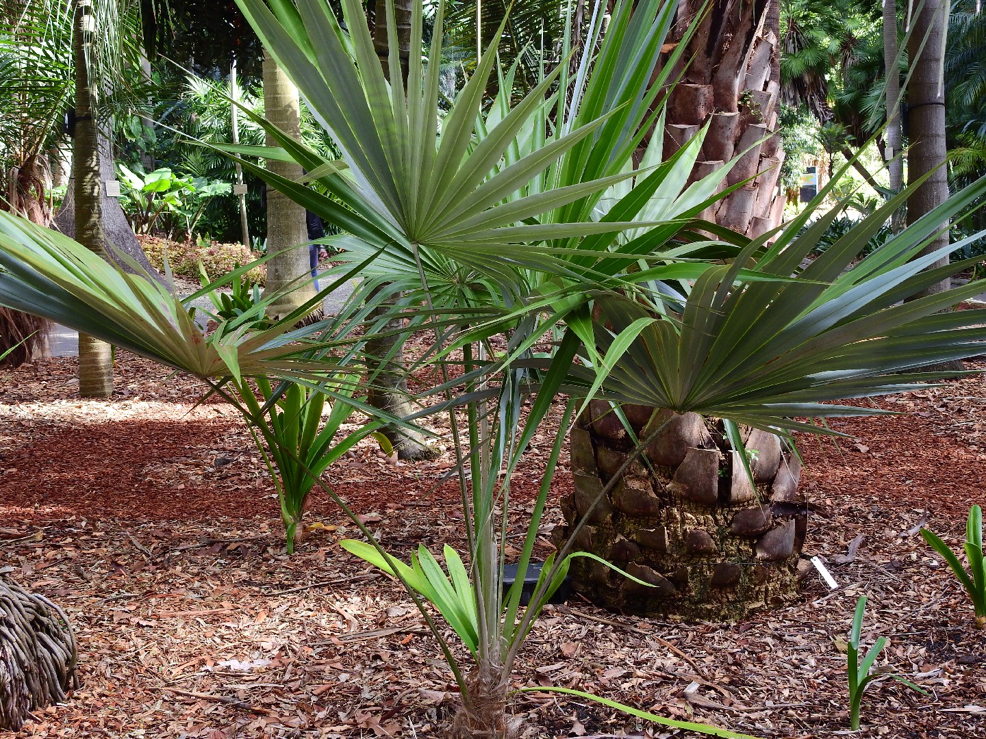 White thatch palm Care (Watering, Fertilize, Pruning, Propagation ...