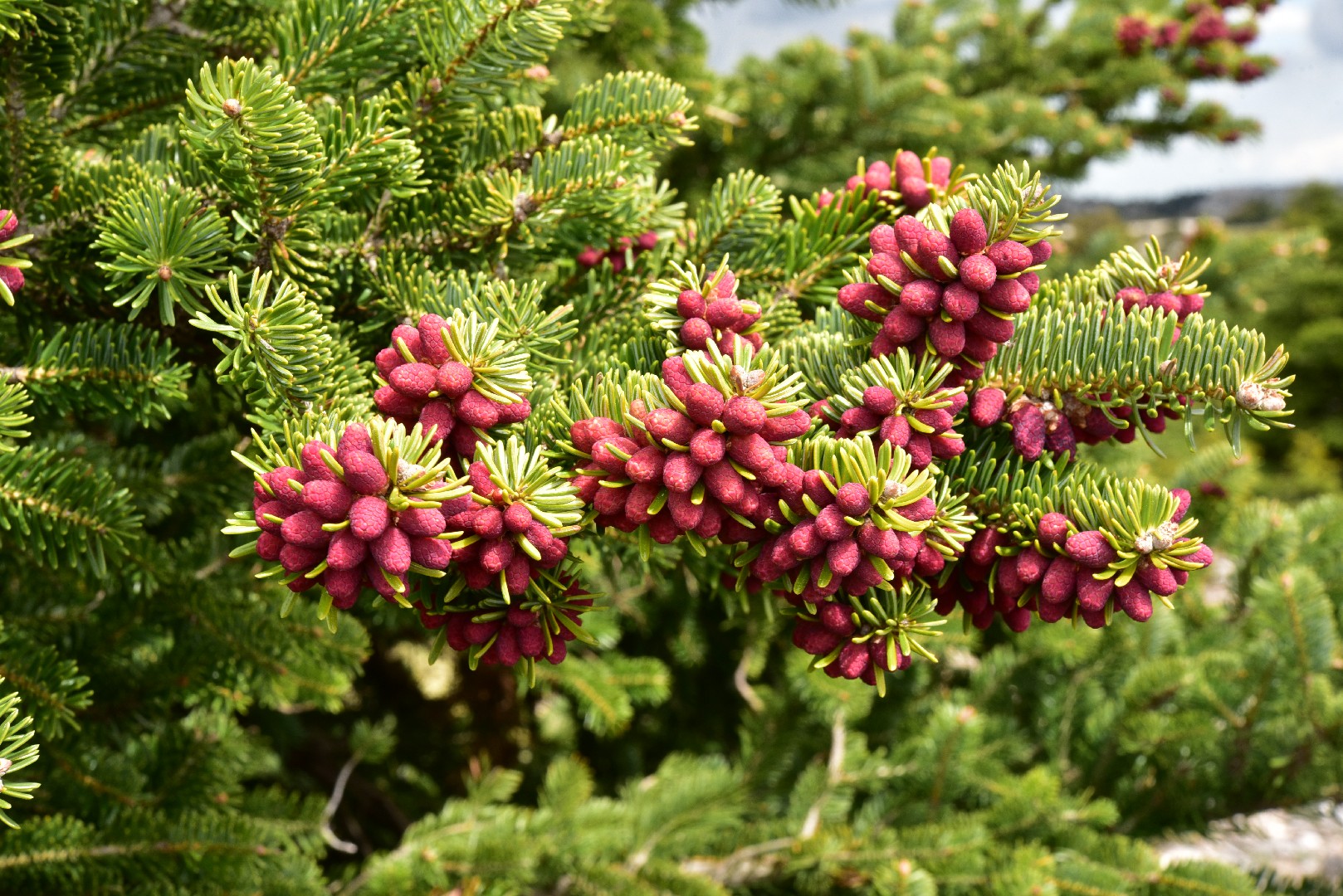 Sapin de céphalonie (Abies cephalonica) - PictureThis