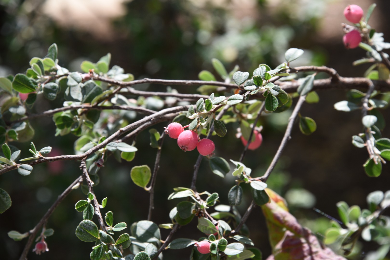 Membrillo cimarrón (Malacomeles denticulata) - PictureThis