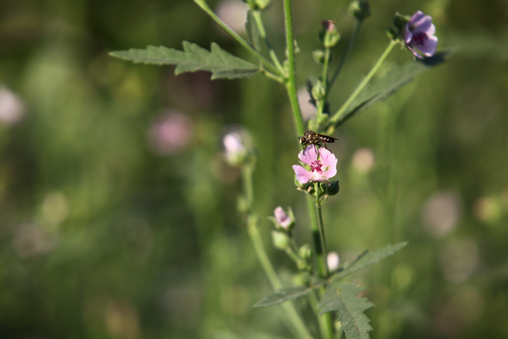 Althaea cannabina - PictureThis