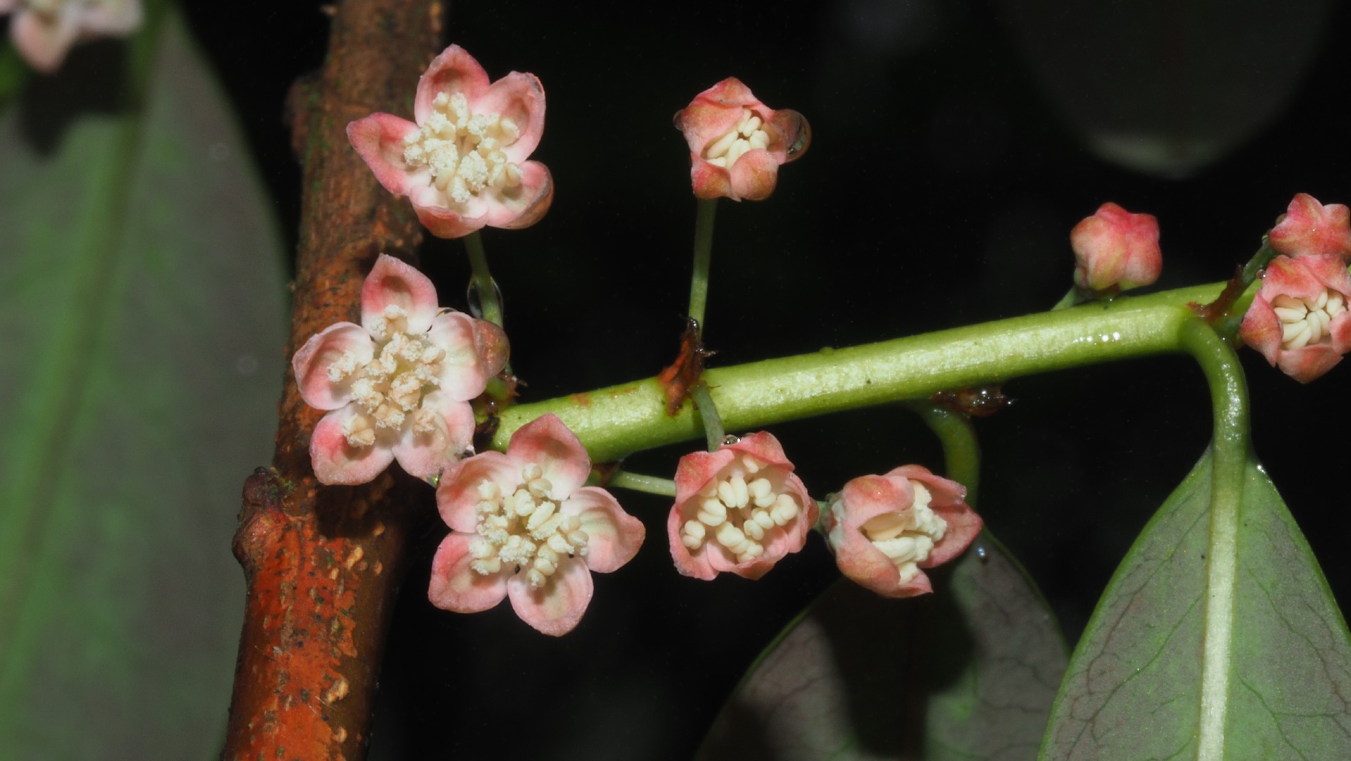 Cocasträucher (Erythroxylum) - PictureThis