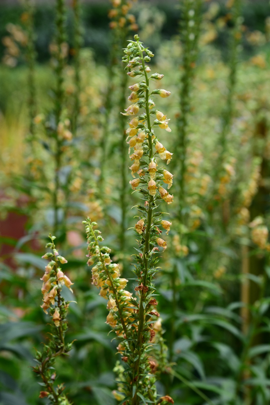How to Plant and Grow Rusty foxglove(Digitalis ferruginea)