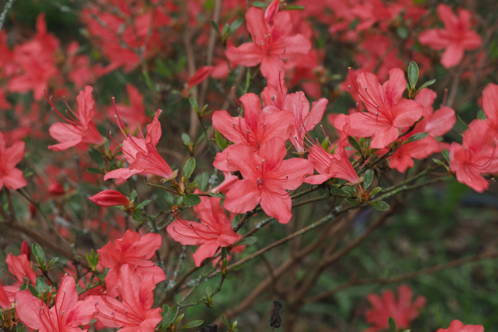 Rhododendron kaempferi - PictureThis