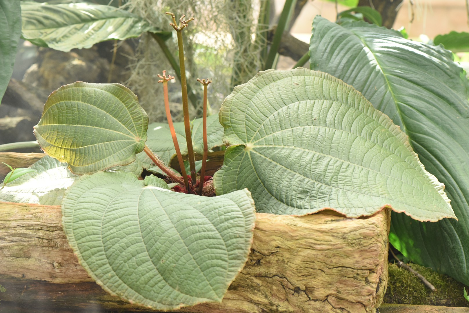 Tigridiopalma magnifica - PictureThis