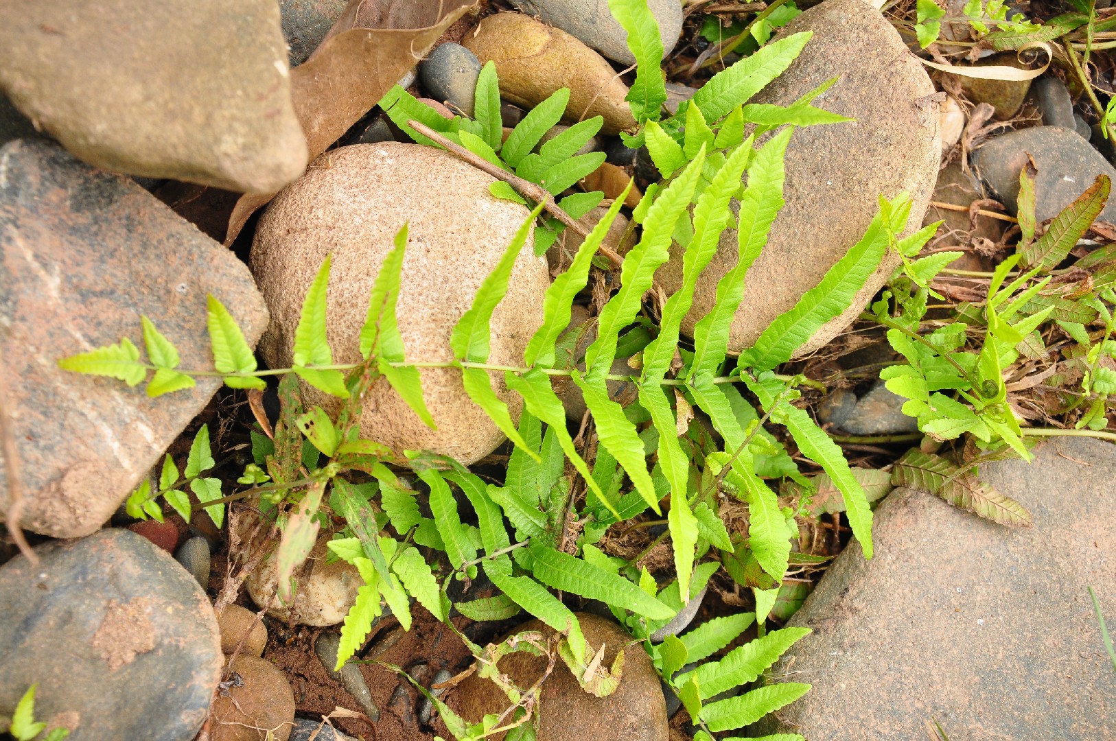 Diplazium esculentum - PictureThis