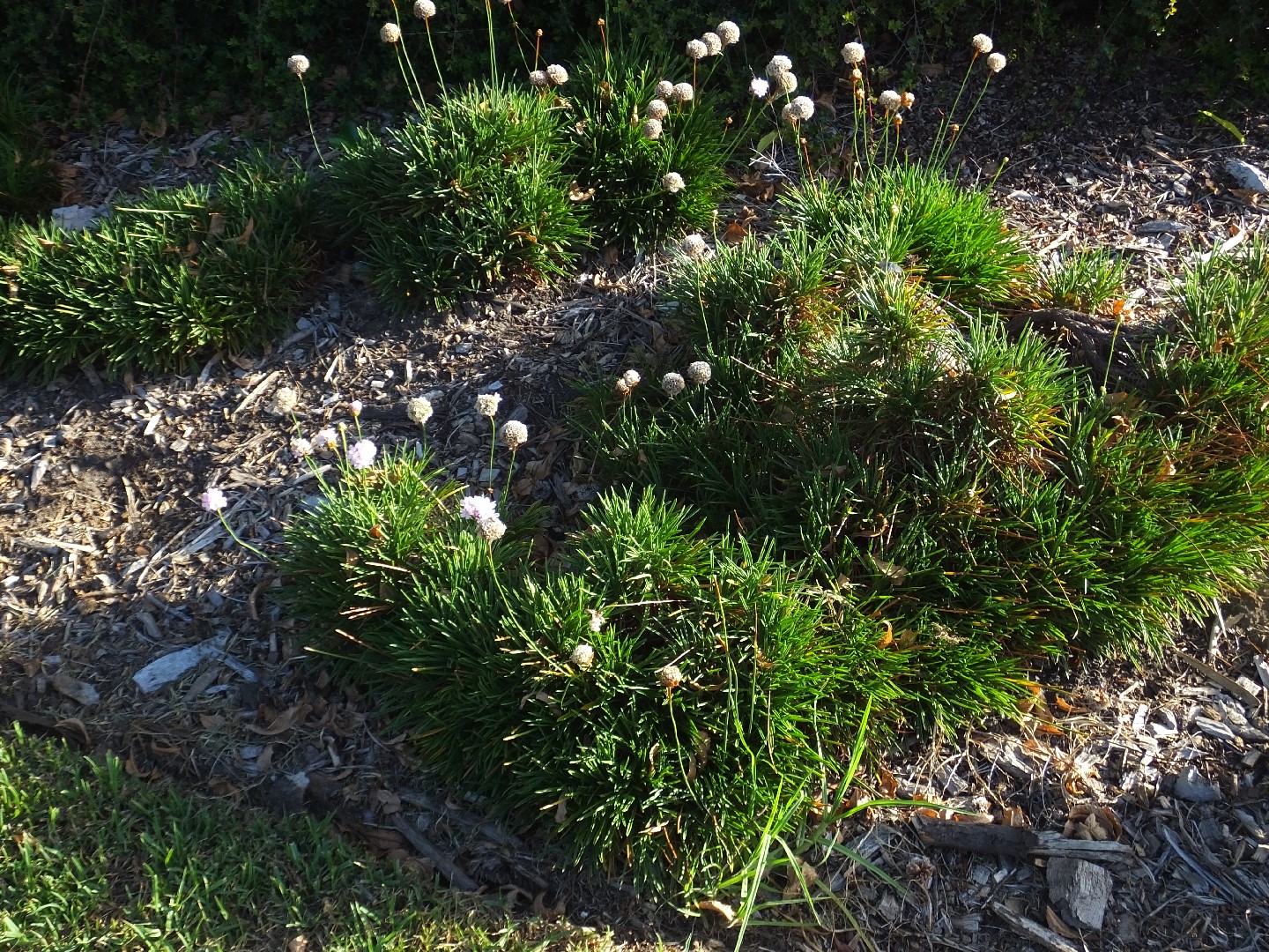 Clavellina (Armeria pungens) - PictureThis