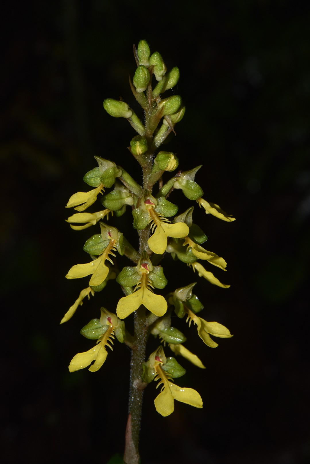 Odontochilus - PictureThis