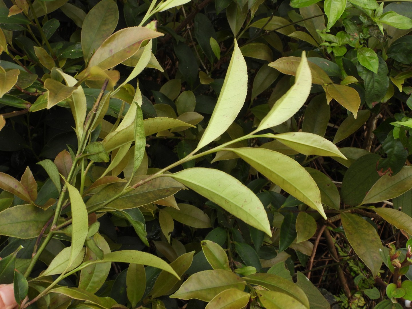 Eurya nitida - PictureThis