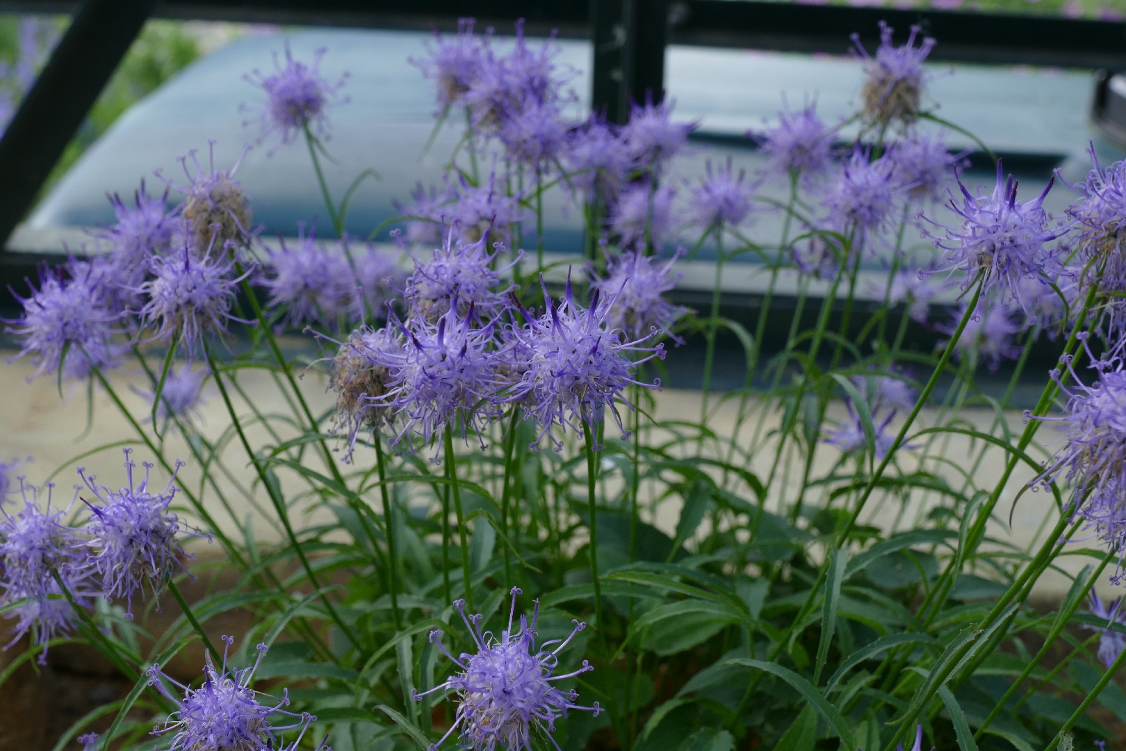 Phyteuma scheuchzeri - PictureThis