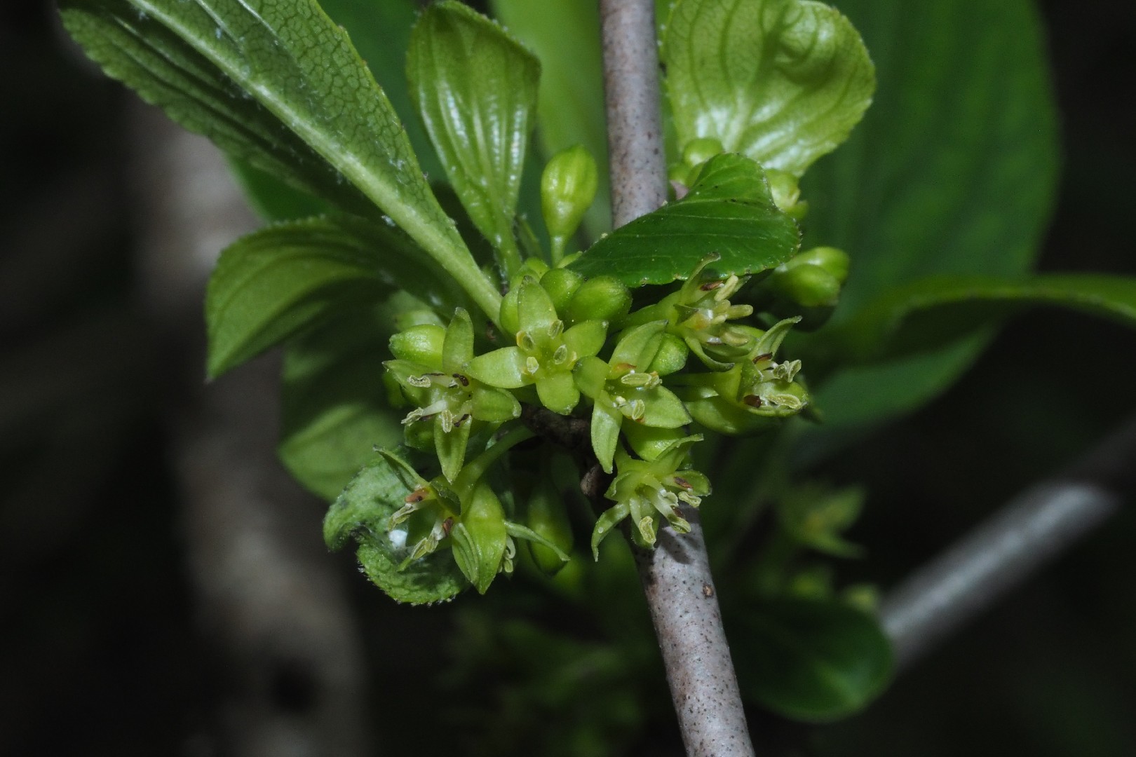 Rhamnus utilis - PictureThis
