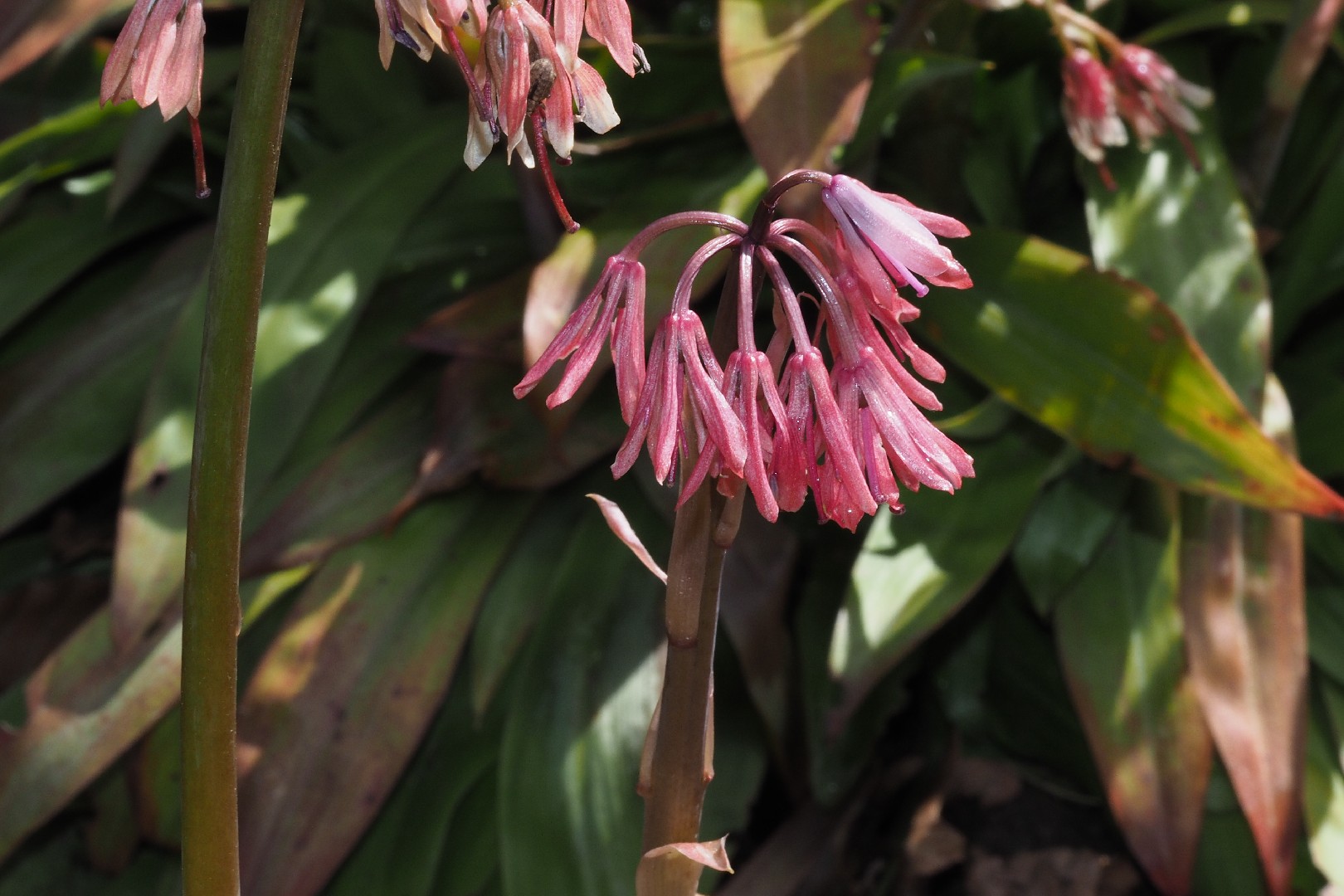 Heloniopsis orientalis - PictureThis
