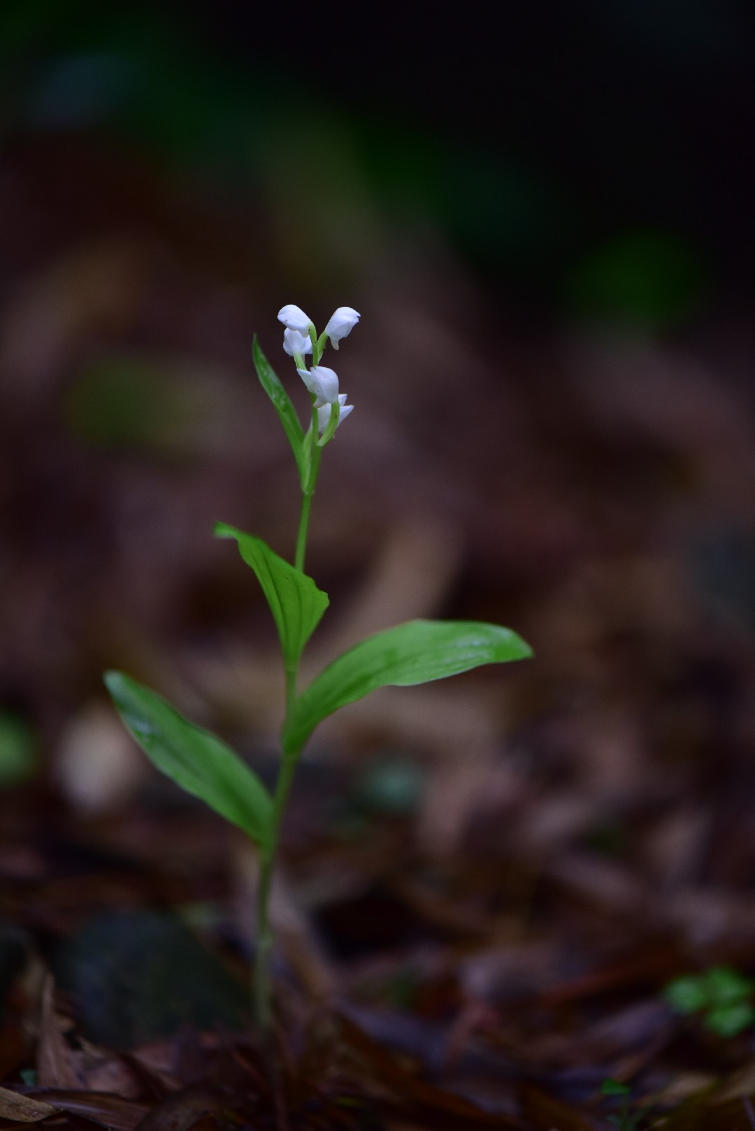 PictureThis - Cephalanthera erecta