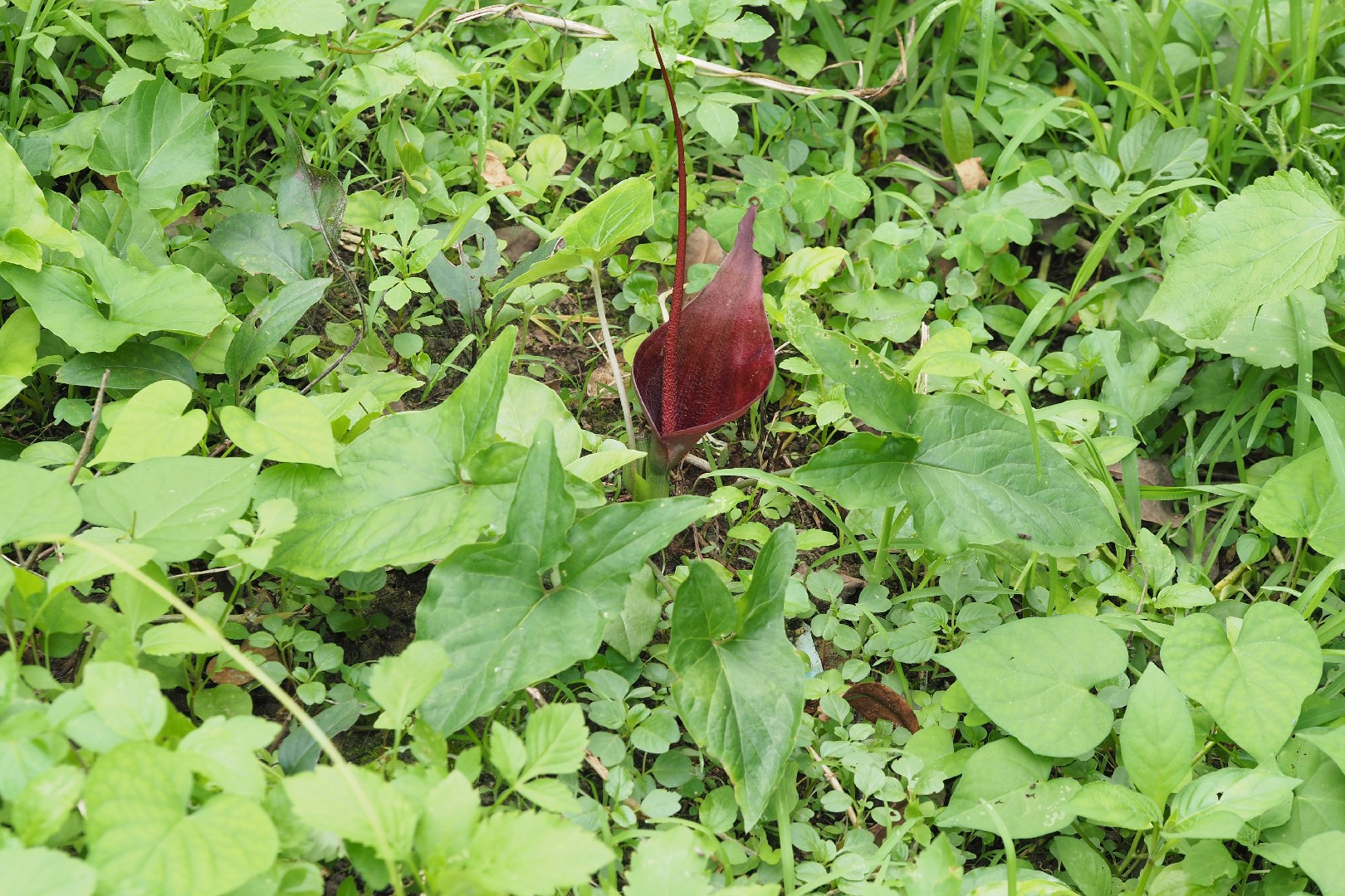 Typhonium Flower, Leaf, Care, Uses - PictureThis