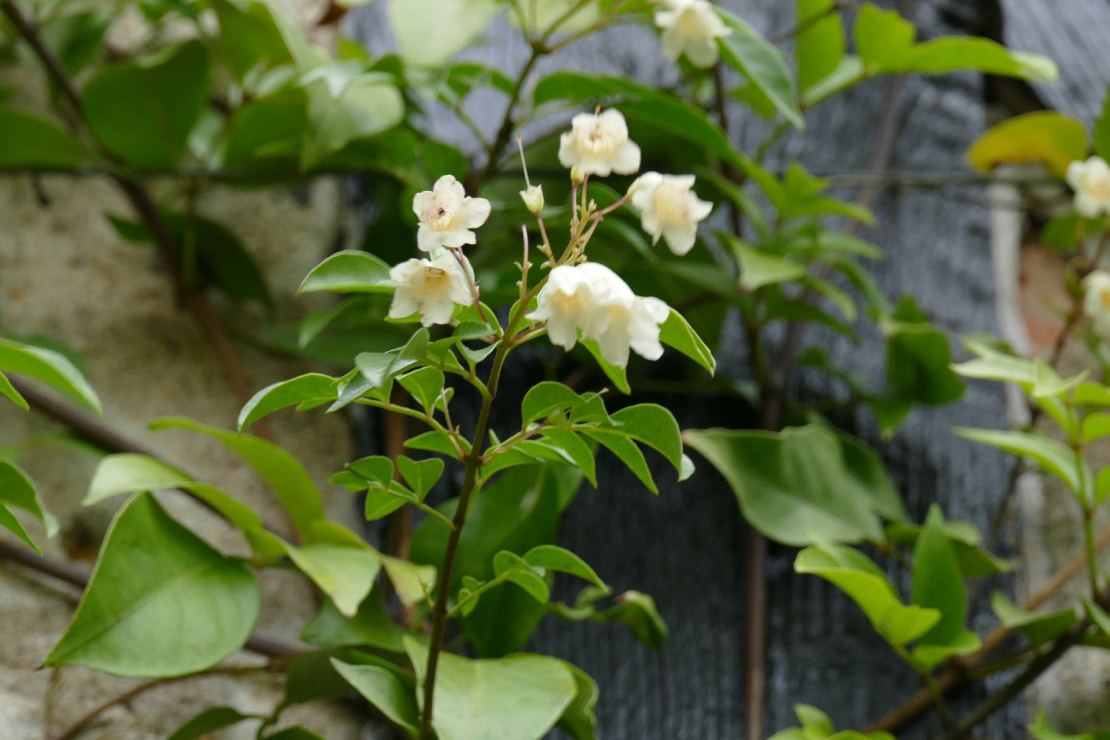Wonga wonga vine (Pandorea pandorana) Flower, Leaf, Care, Uses - PictureThis