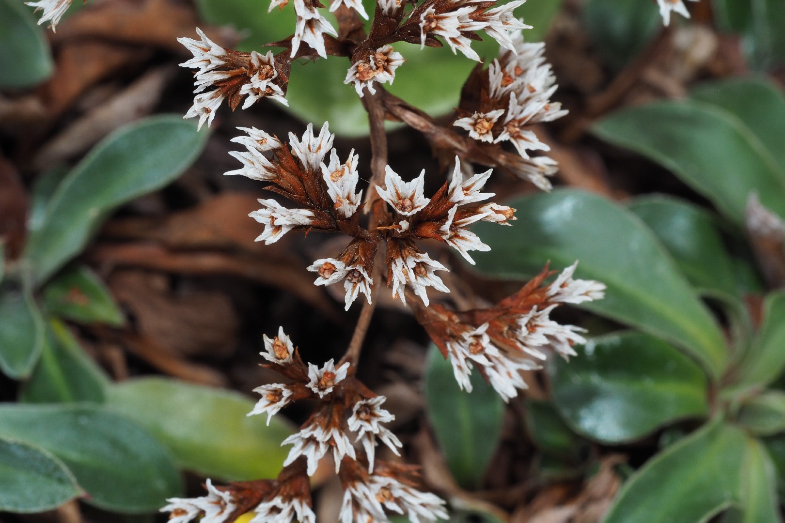 Goniolimon tataricum - PictureThis